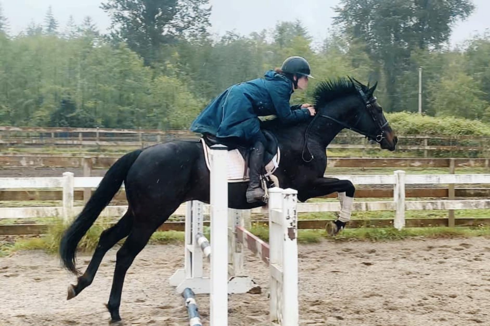 Horse Jumping Position 101: How to Get It Right - Horse Rookie