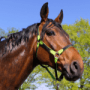 Breed Profile: Meet the Mexican & American Azteca Horse - Horse Rookie