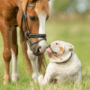 Less is More: How to Keep Horses on Small Acreage - Horse Rookie