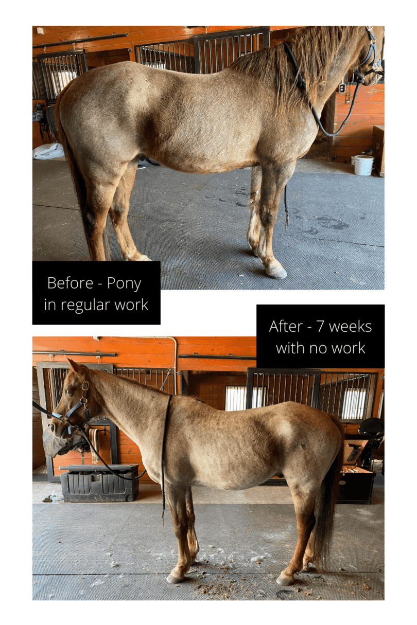 How to Bring a Horse Back Into Work (The Right Way!) - Horse Rookie