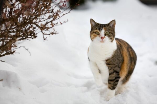 Winterizing Your Barn Cats (Simple Care Tips) - Horse Rookie