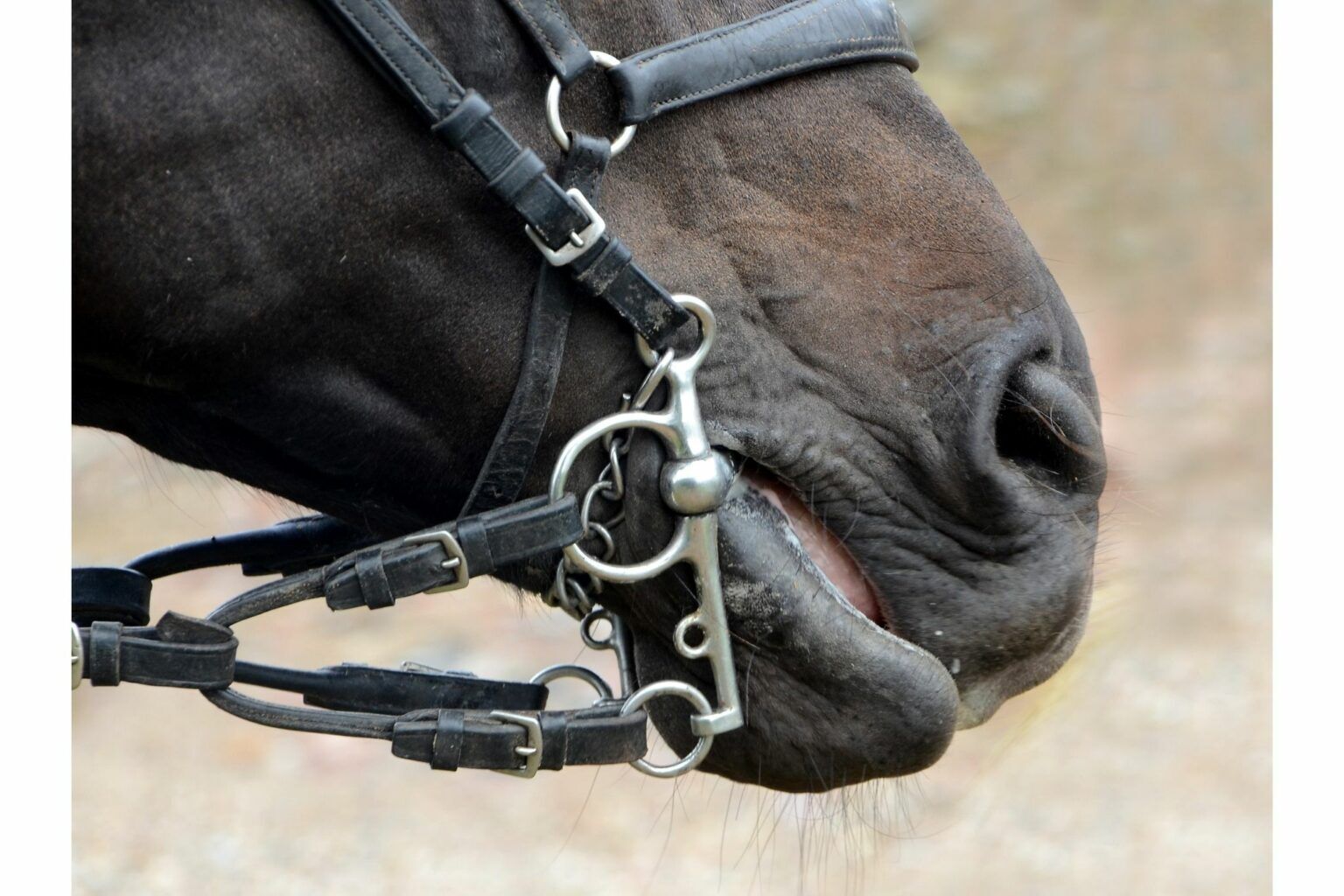 Bit Basics: Terms All Horse Riders Need to Know - Horse Rookie