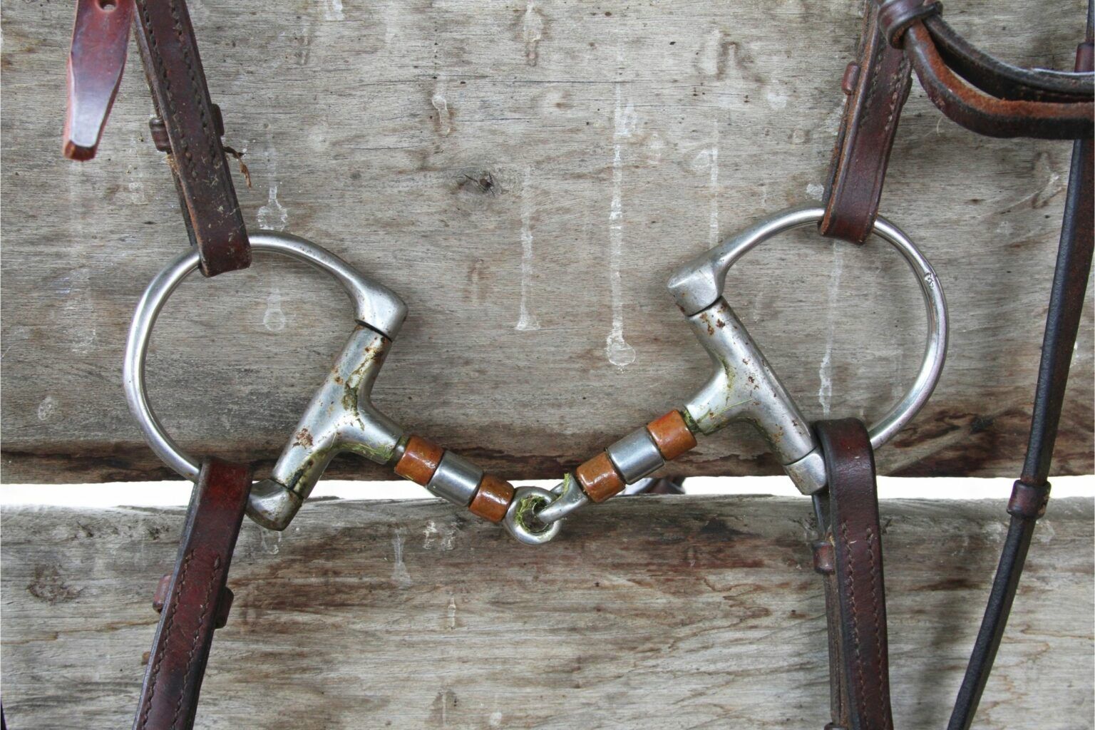 Bit Basics: Terms All Horse Riders Need to Know - Horse Rookie
