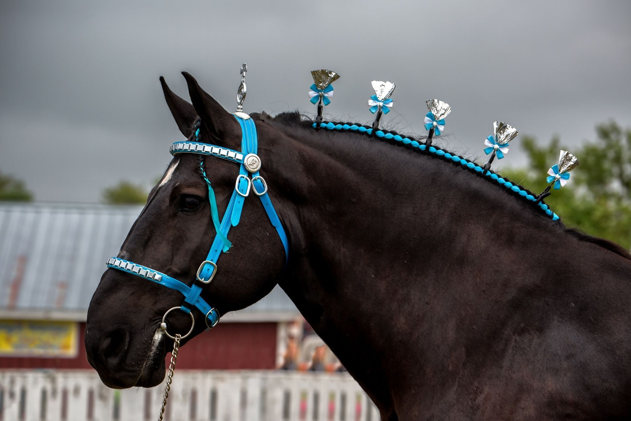 Mane Braiding FAQ: Hunter vs. Dressage Braids - Horse Rookie