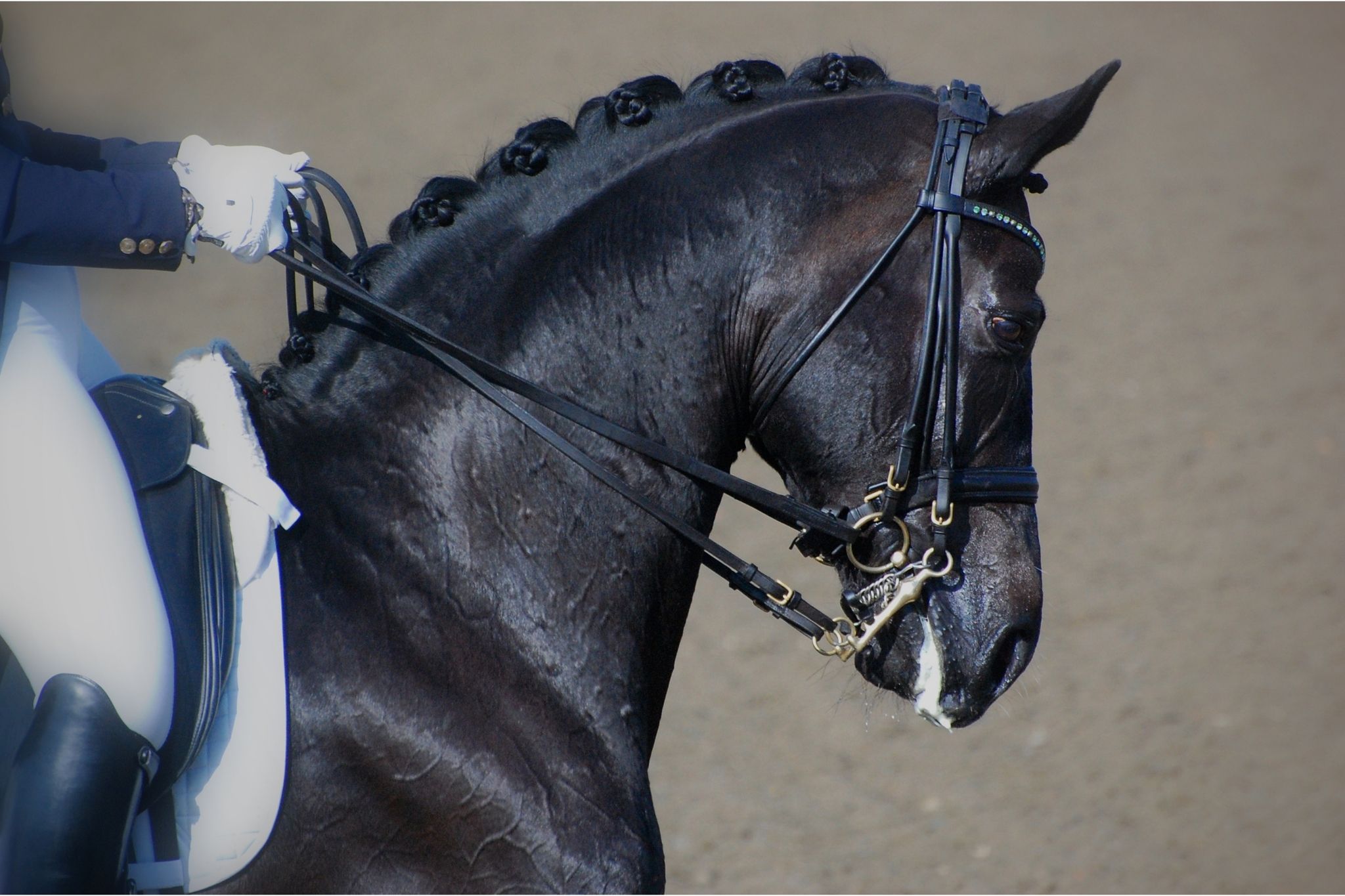 Mane Braiding FAQ: Hunter vs. Dressage Braids - Horse Rookie
