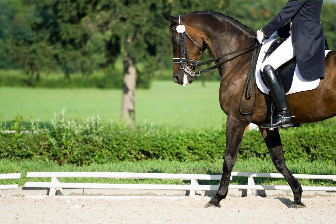 How to Pick Your Perfect Dressage Horse - Horse Rookie