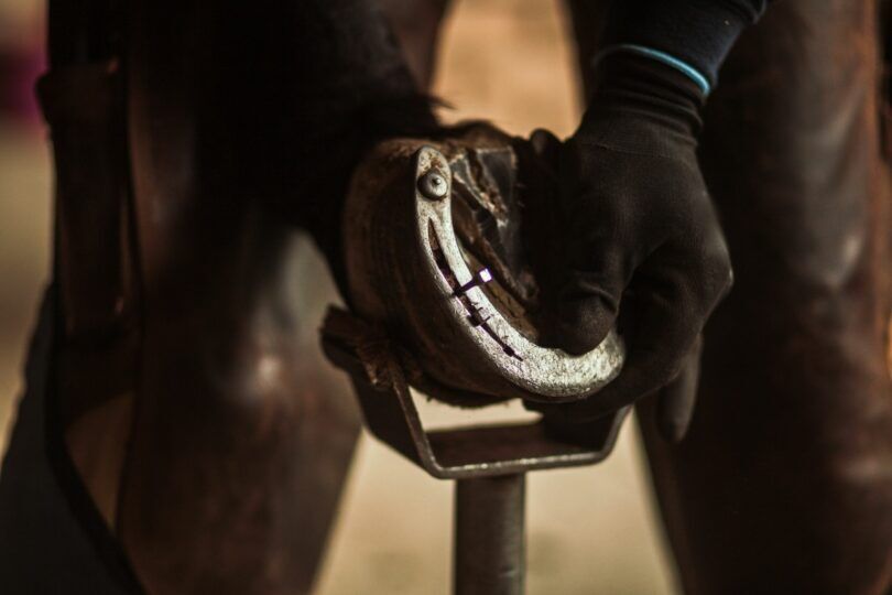 First Time Horse Ownership: A Helpful Beginner's Guide - Horse Rookie