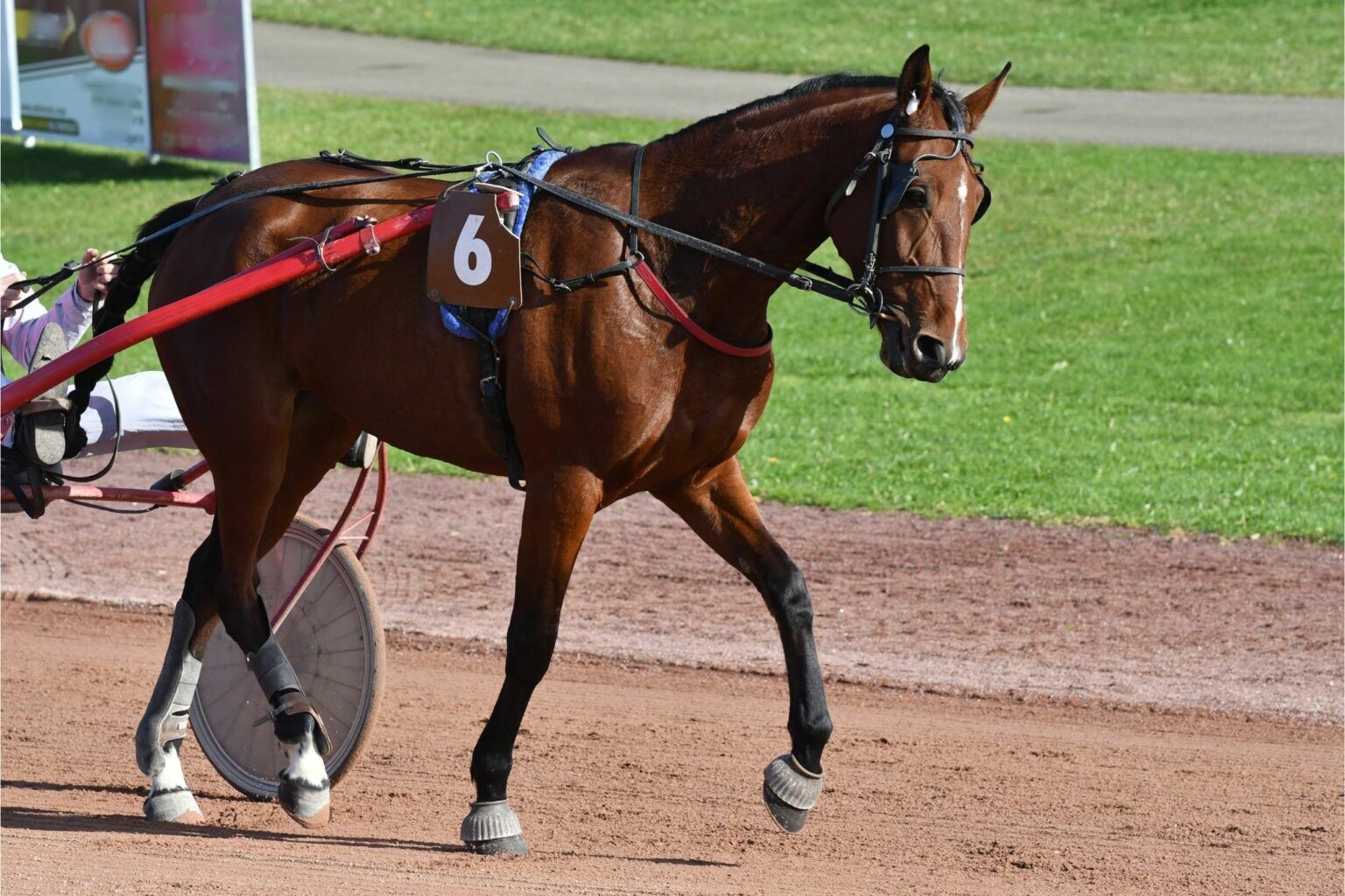 Racehorse Gender Reveal: Male vs. Female at the Track - Horse Rookie
