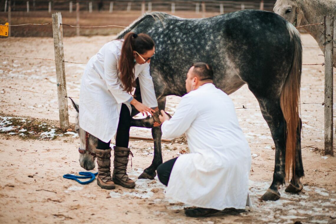 First Time Horse Ownership: A Helpful Beginner's Guide - Horse Rookie