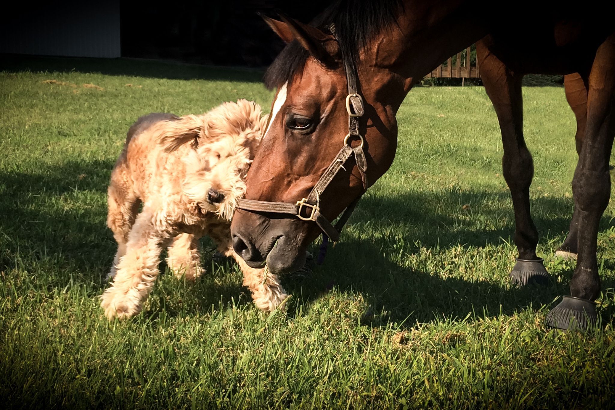 7 Best Dog Breeds for Horseback Riding Harmony - Horse Rookie