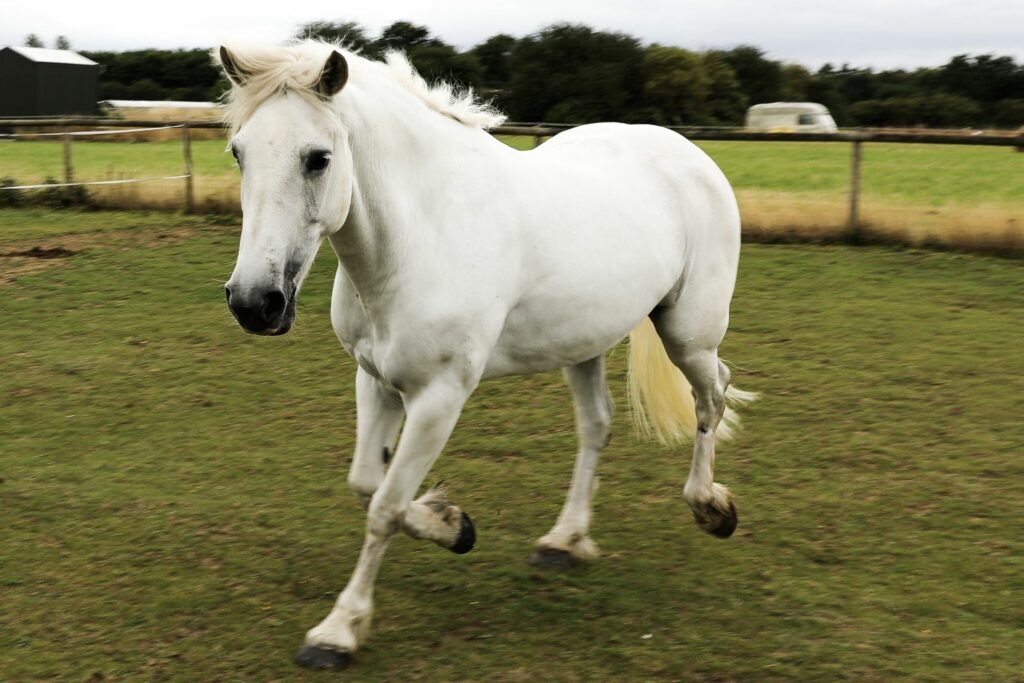 First Time Horse Ownership: A Helpful Beginner's Guide - Horse Rookie