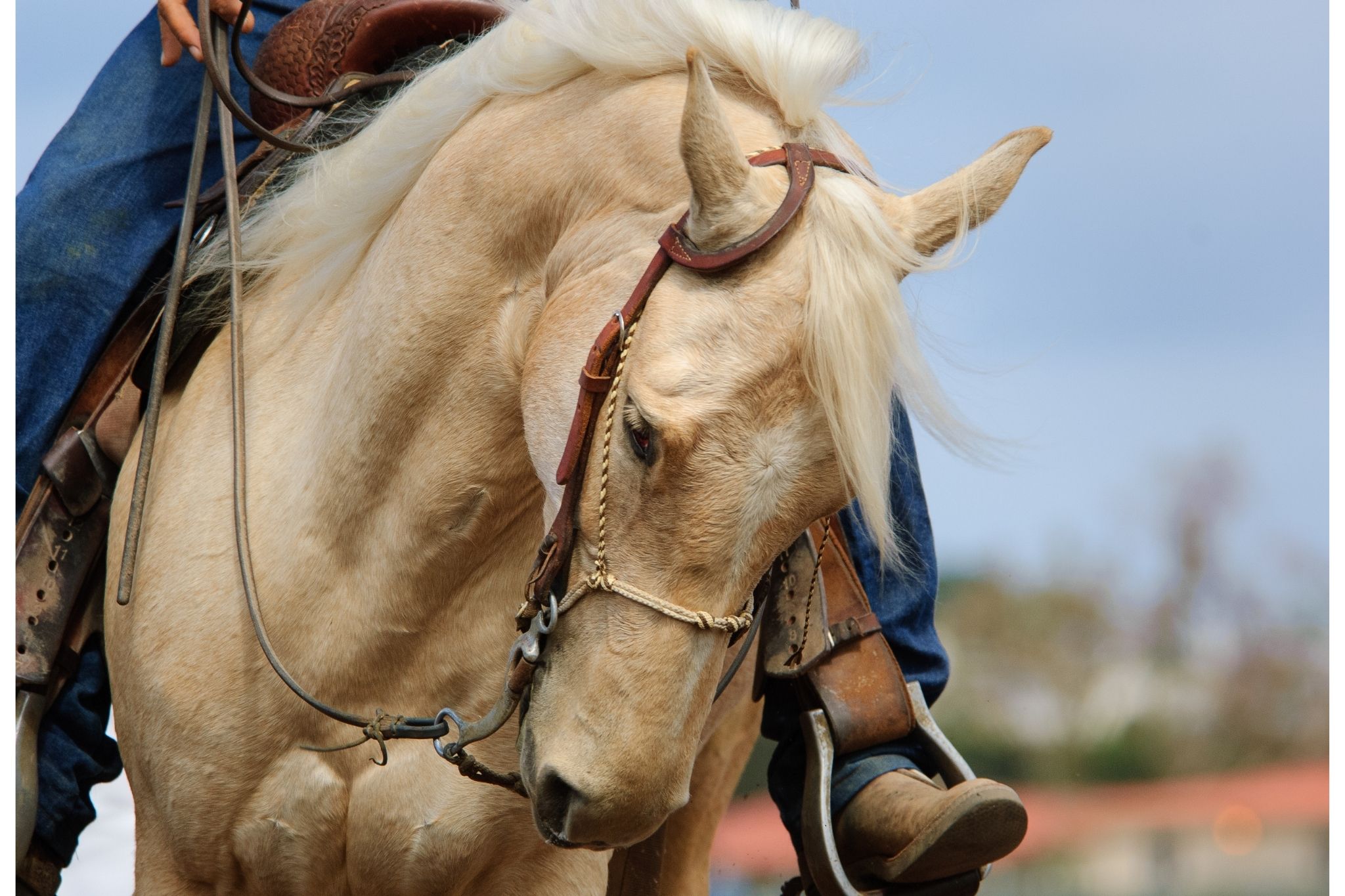 A Beginner's Guide to Reining (Tips, Maneuvers, etc.) - Horse Rookie