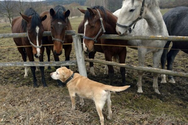 7 Best Dog Breeds for Horseback Riding Harmony - Horse Rookie