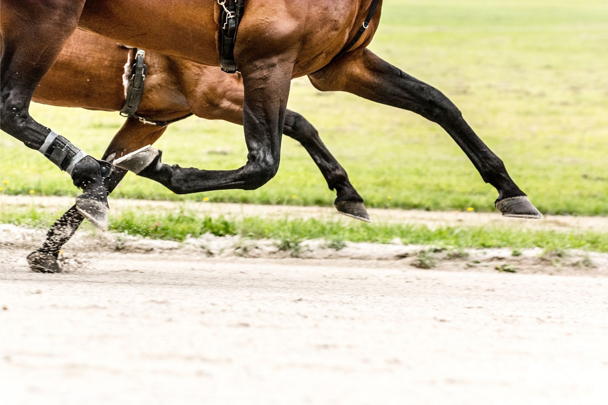 7 Amazing Gaited Horse Breeds You Need to Meet - Horse Rookie