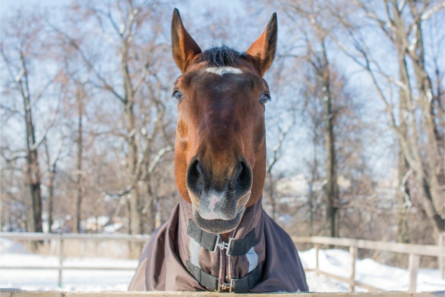 Winter Horse Care: A Helpful Beginner's Guide - Horse Rookie