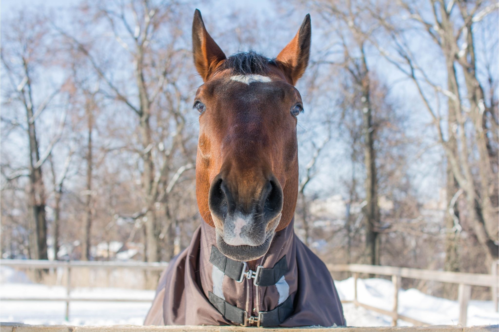 Winter Horse Care: A Helpful Beginner's Guide - Horse Rookie