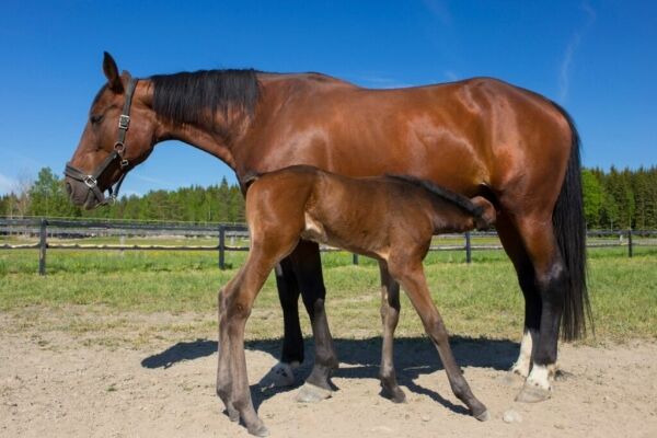 The Udder Truth: Do All Horses Have Them? - Horse Rookie