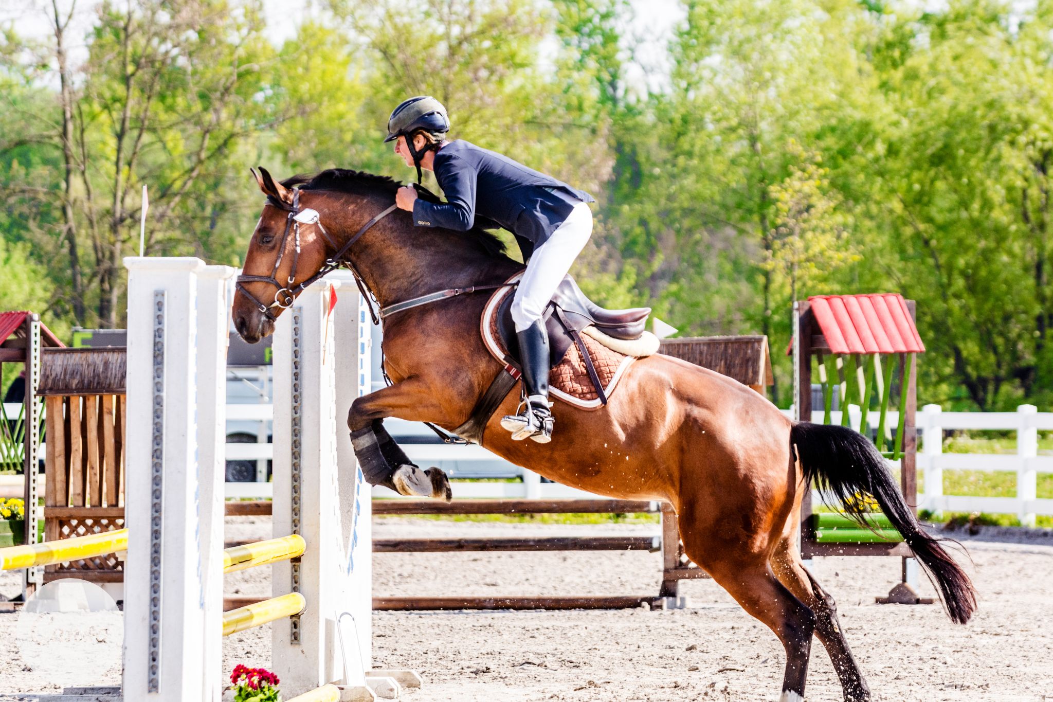 Breaking Down Horse Show Jumping Heights (Rookie Guide) - Horse Rookie