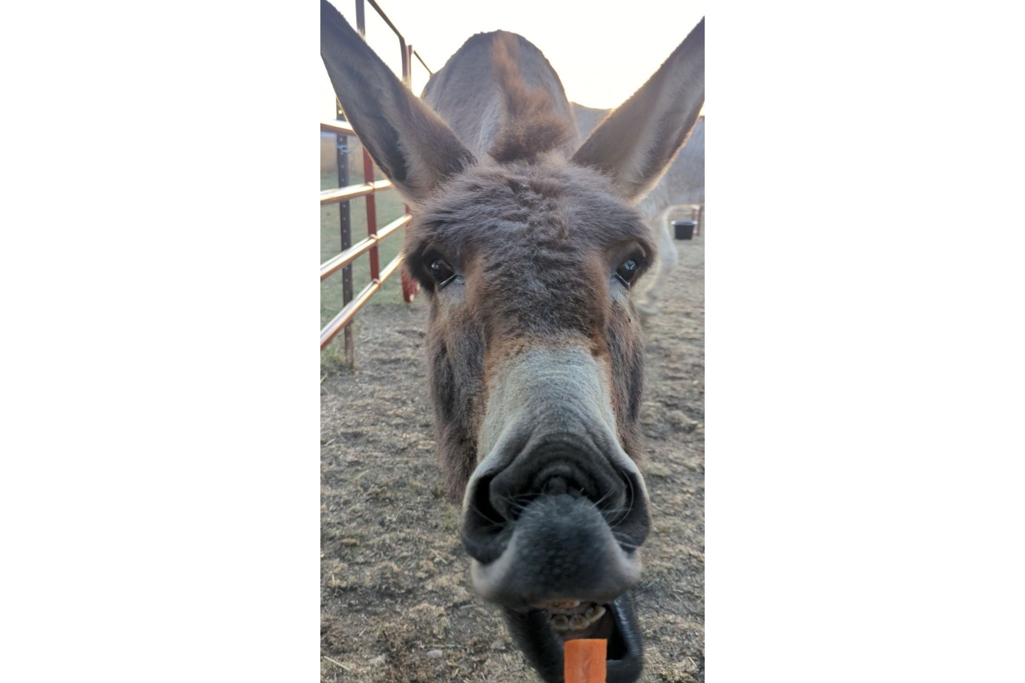 5 Simple Steps to Halter Training Your Wild Donkey - Horse Rookie