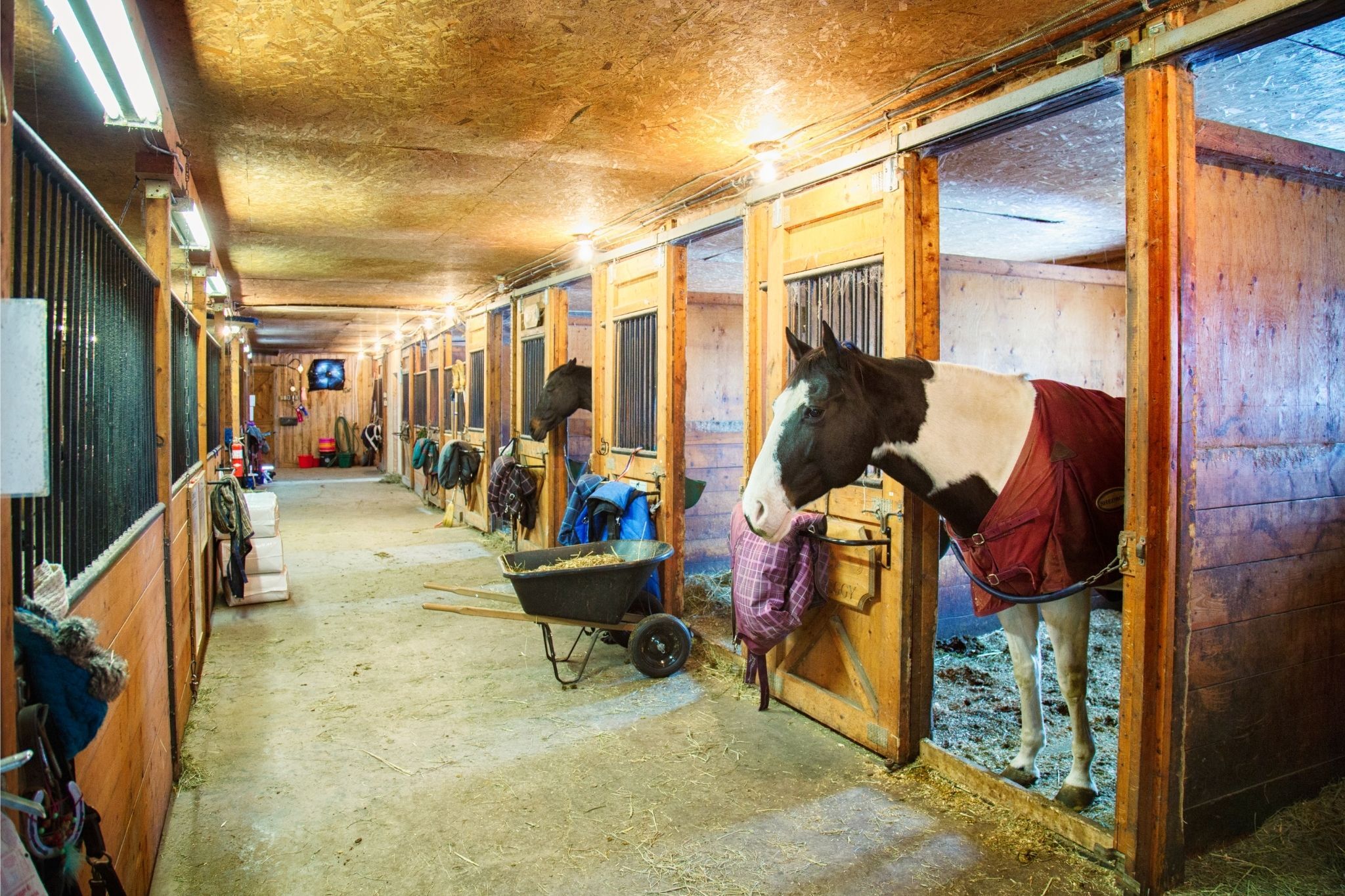 Stay Put, Pony! Horse Stall Guards for Beginners - Horse Rookie