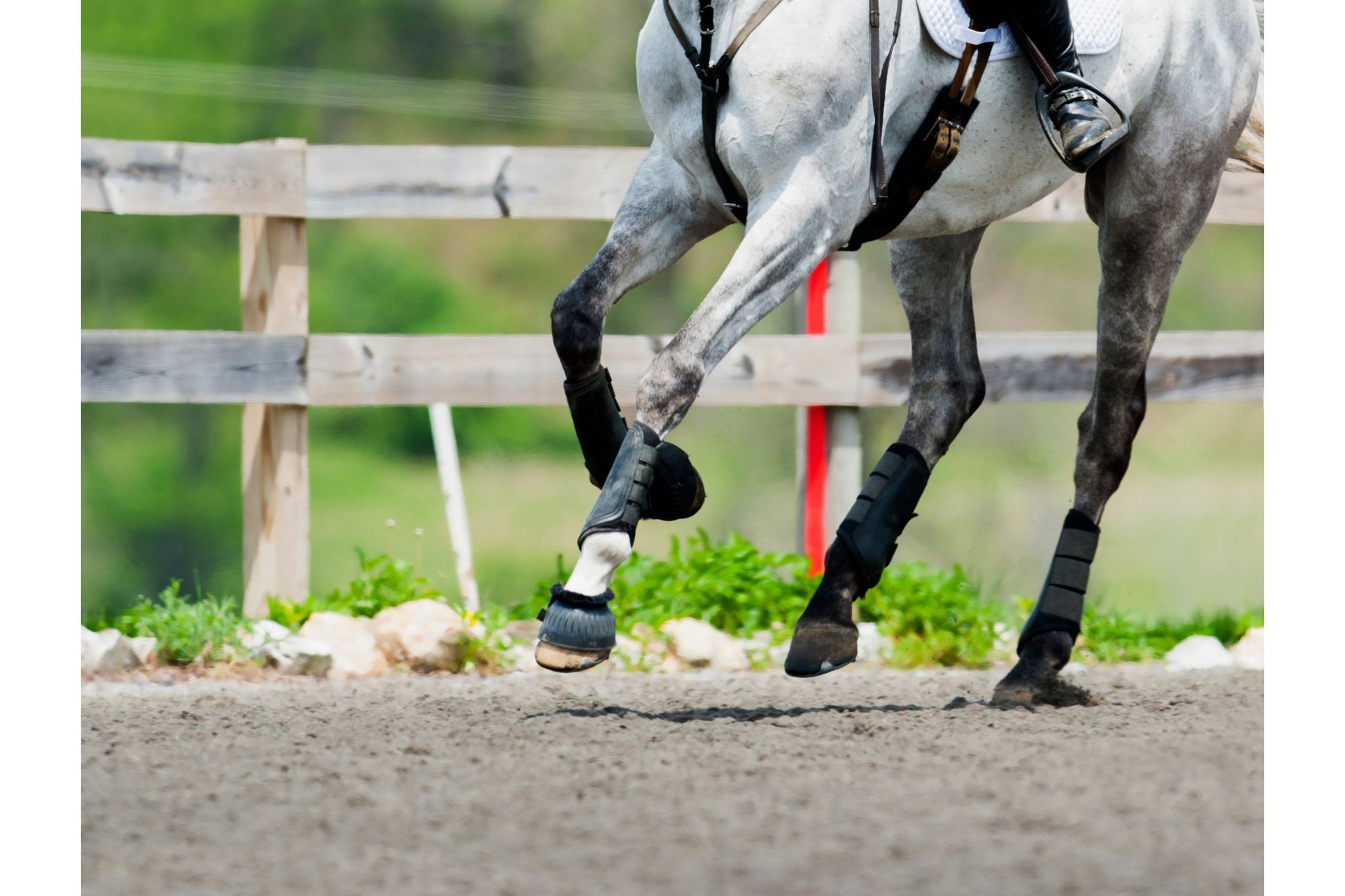 9 Best Splint Boots for Protecting Hard-Working Horses - Horse Rookie