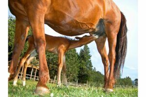 The Udder Truth: Do All Horses Have Them? - Horse Rookie