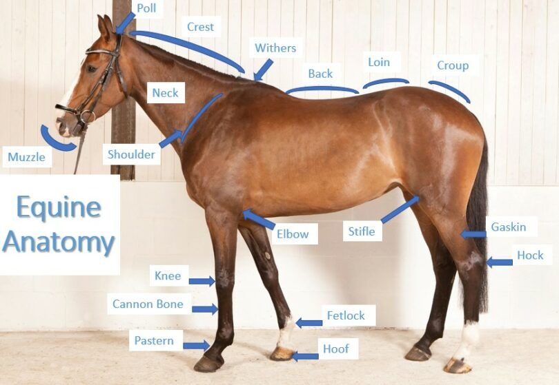 Horse Body Part Terms: A Helpful Anatomy Guide - Horse Rookie