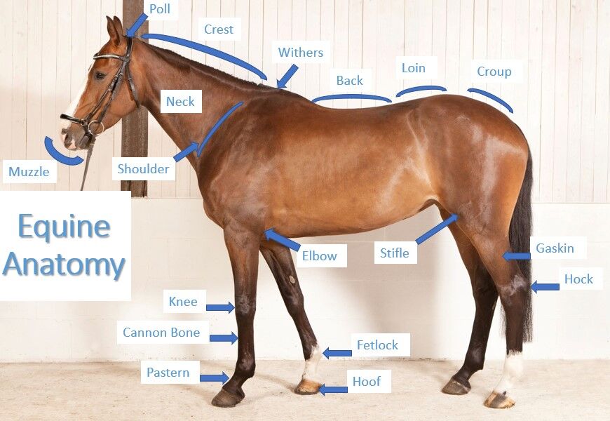 Horse Body Part Terms: A Helpful Anatomy Guide - Horse Rookie
