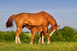 The Udder Truth: Do All Horses Have Them? - Horse Rookie