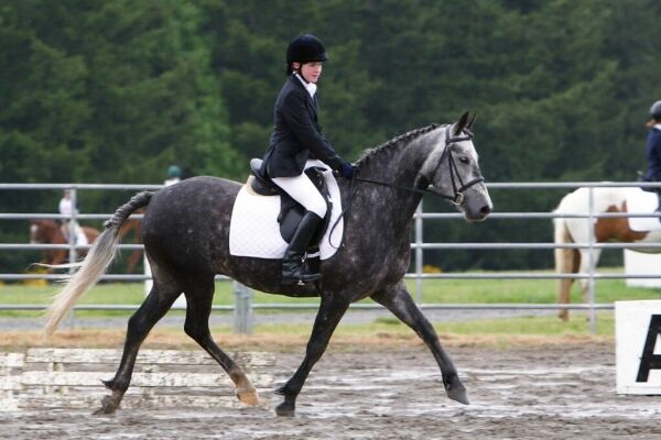 Towering Horses: 5 Best Breeds for Tall Riders - Horse Rookie