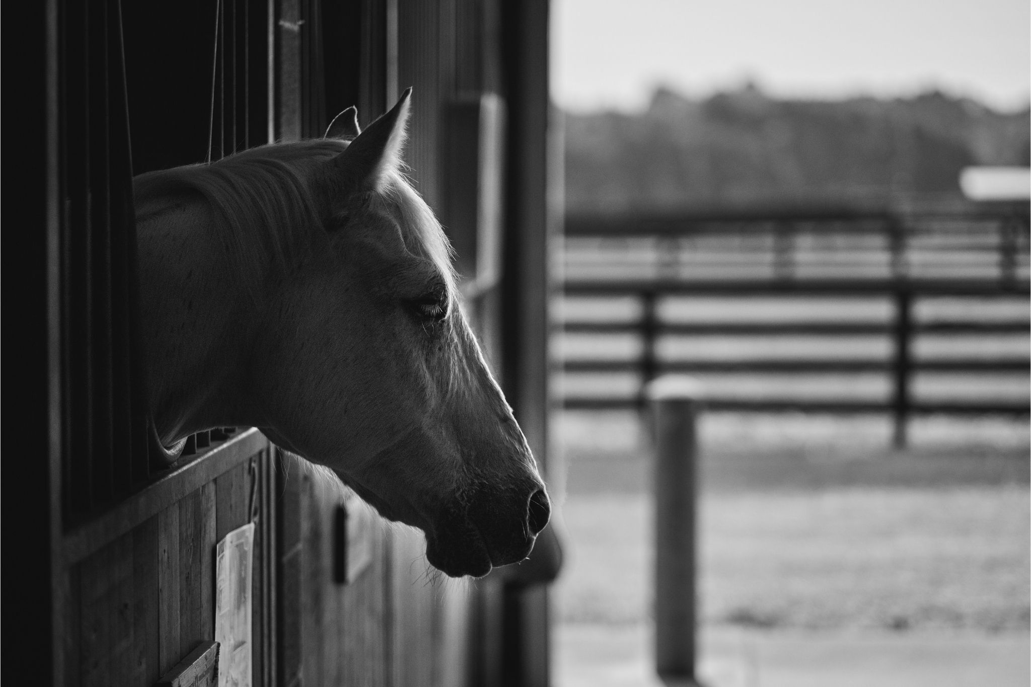 Nice to Meet Ya! How to Introduce Yourself to a Horse - Horse Rookie