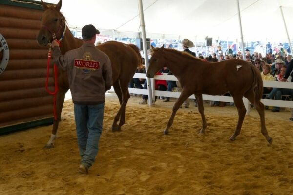 Diamond in the Rough, or Bad Apple? Horse Auctions 101 - Horse Rookie