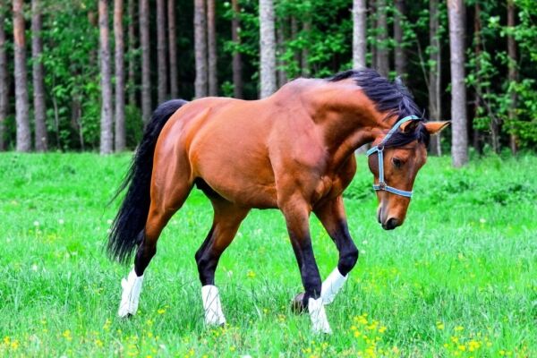 The Proud-Cut Horse: What You Need & What to Do - Horse Rookie