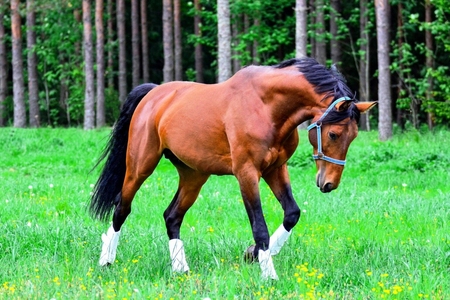 The Proud-Cut Horse: What You Need & What to Do - Horse Rookie