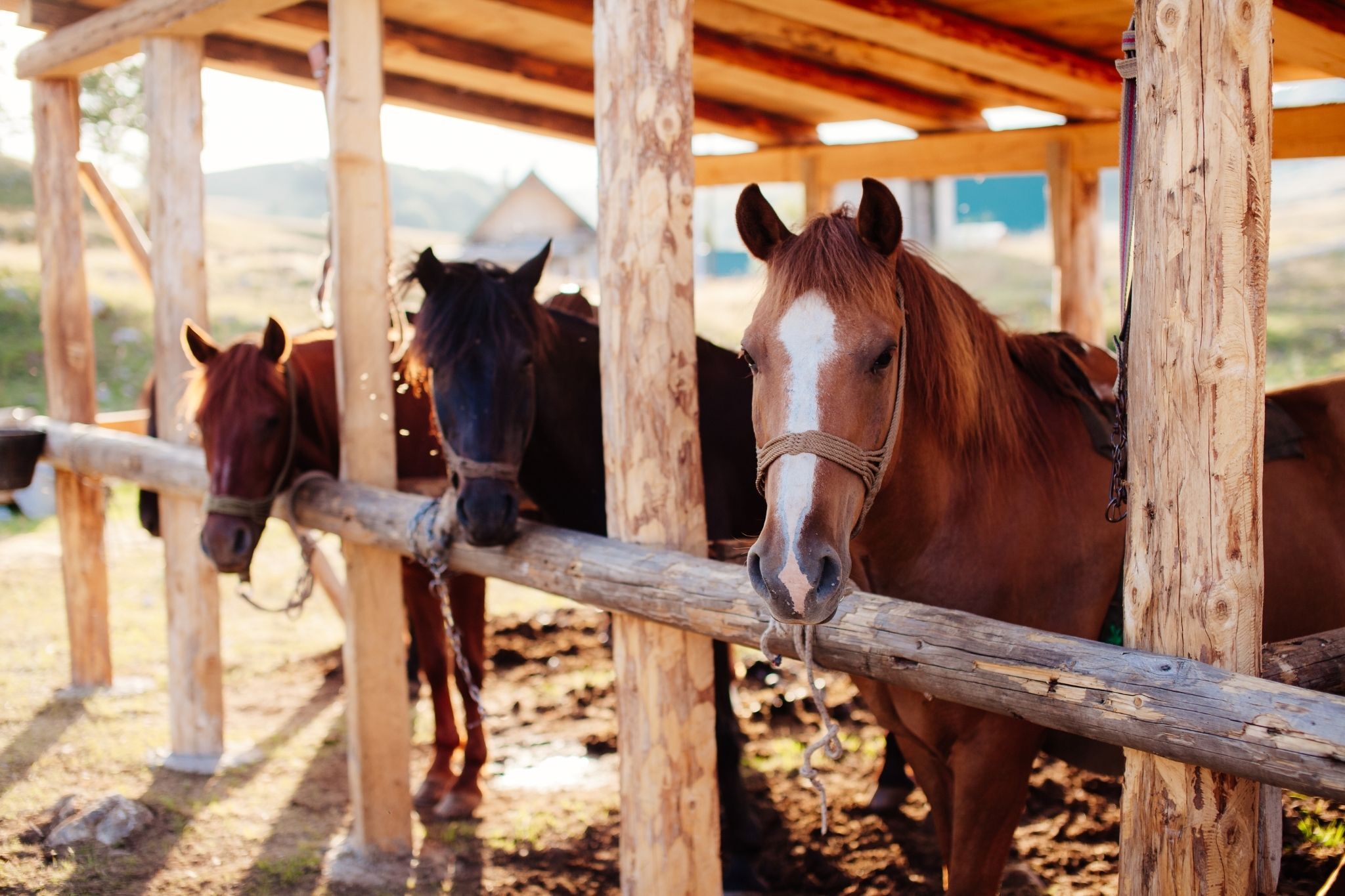 Stay Put, Pony! Horse Stall Guards for Beginners - Horse Rookie