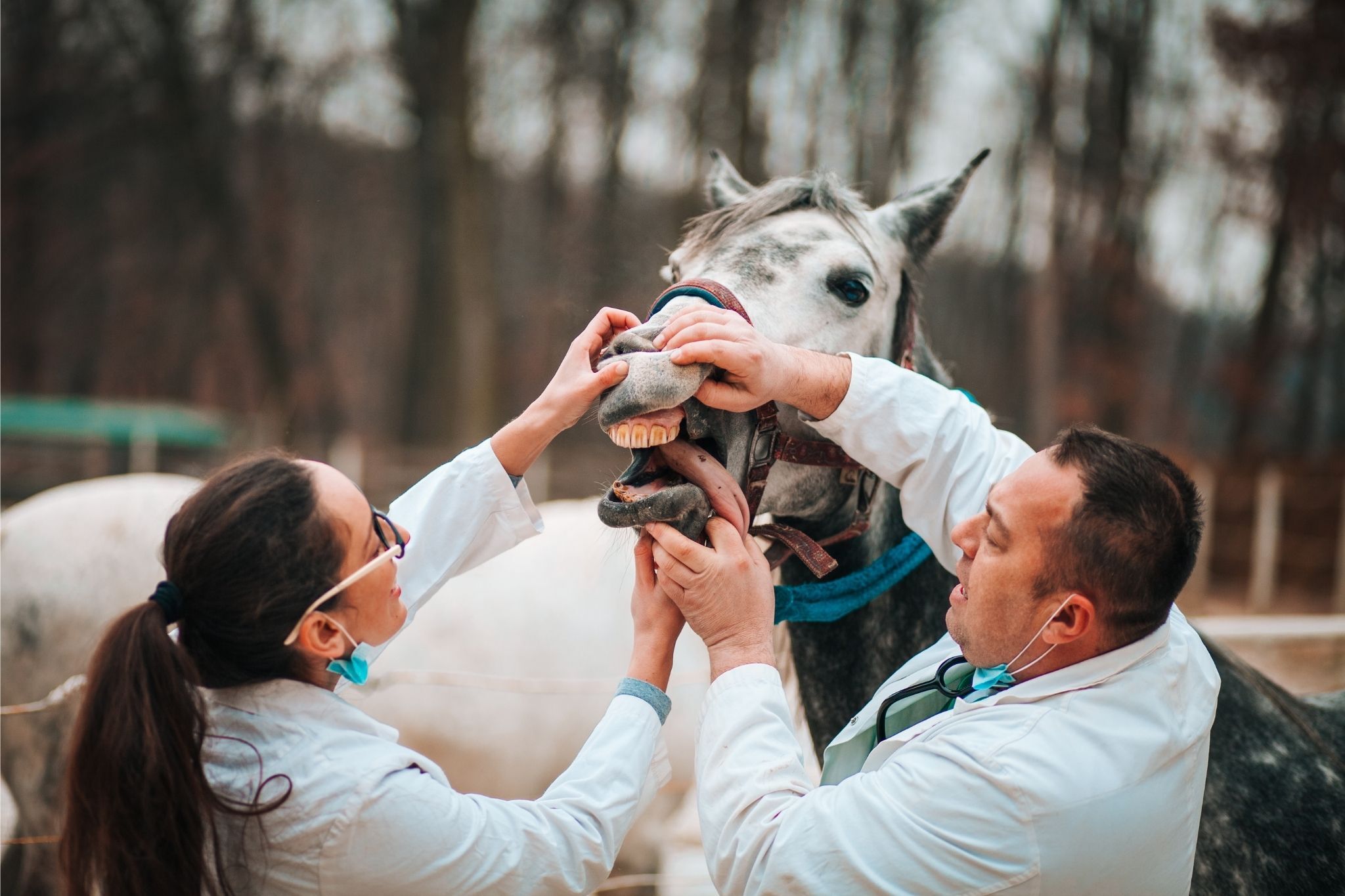 What to Know About Donating Your Horse to a Vet School - Horse Rookie