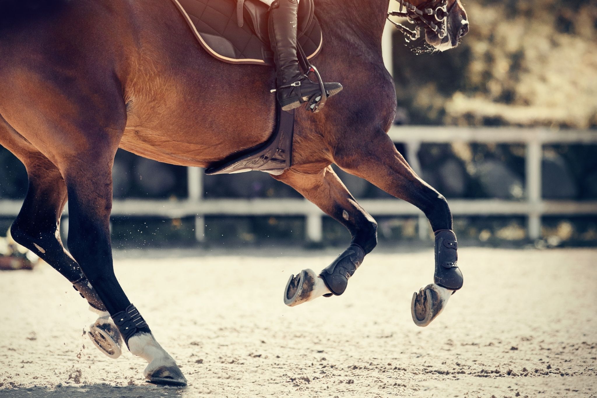 9 Best Splint Boots for Protecting Hard-Working Horses - Horse Rookie