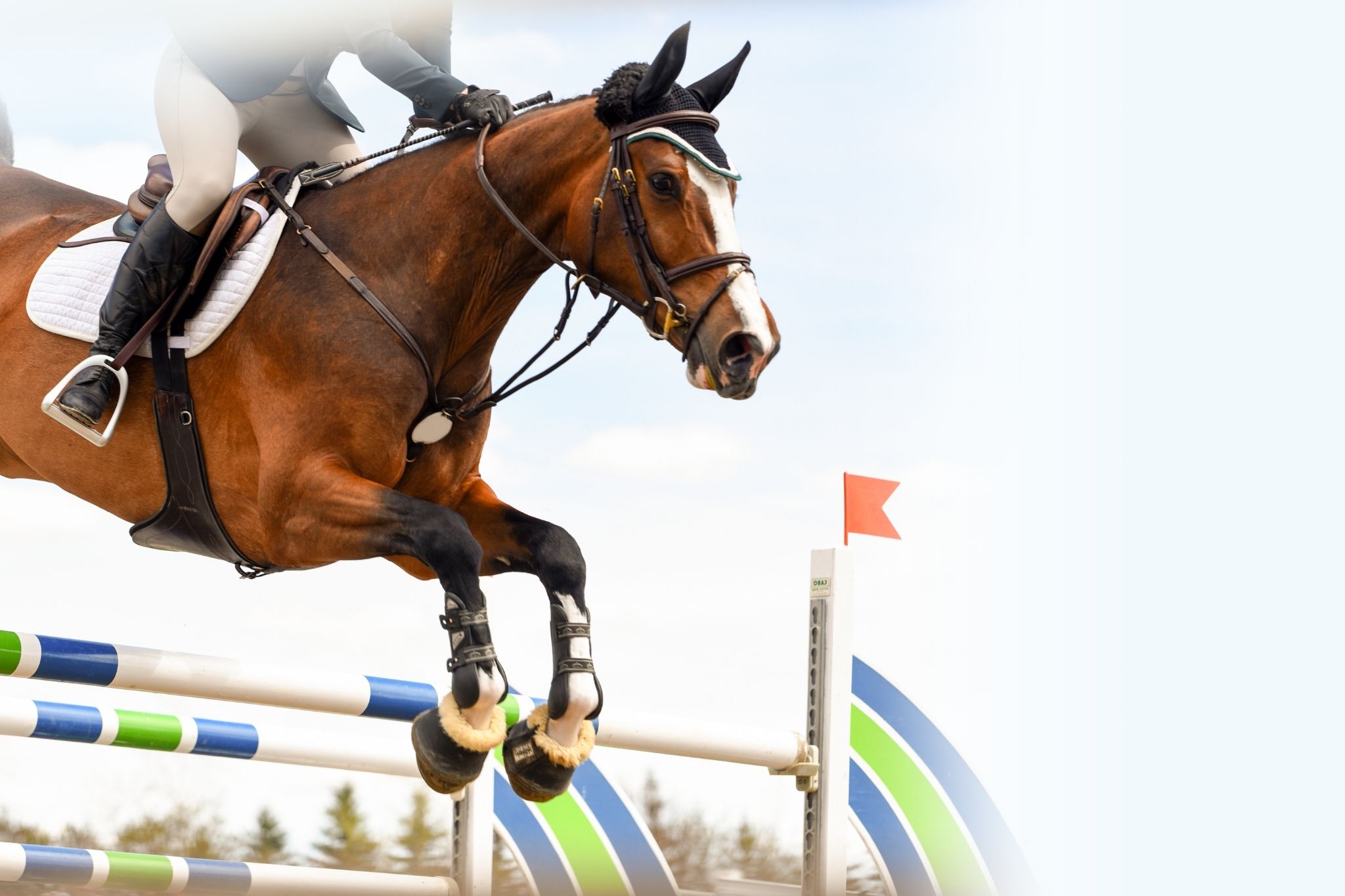 3 Simple Steps to Help Your Horse Jump Higher - Horse Rookie