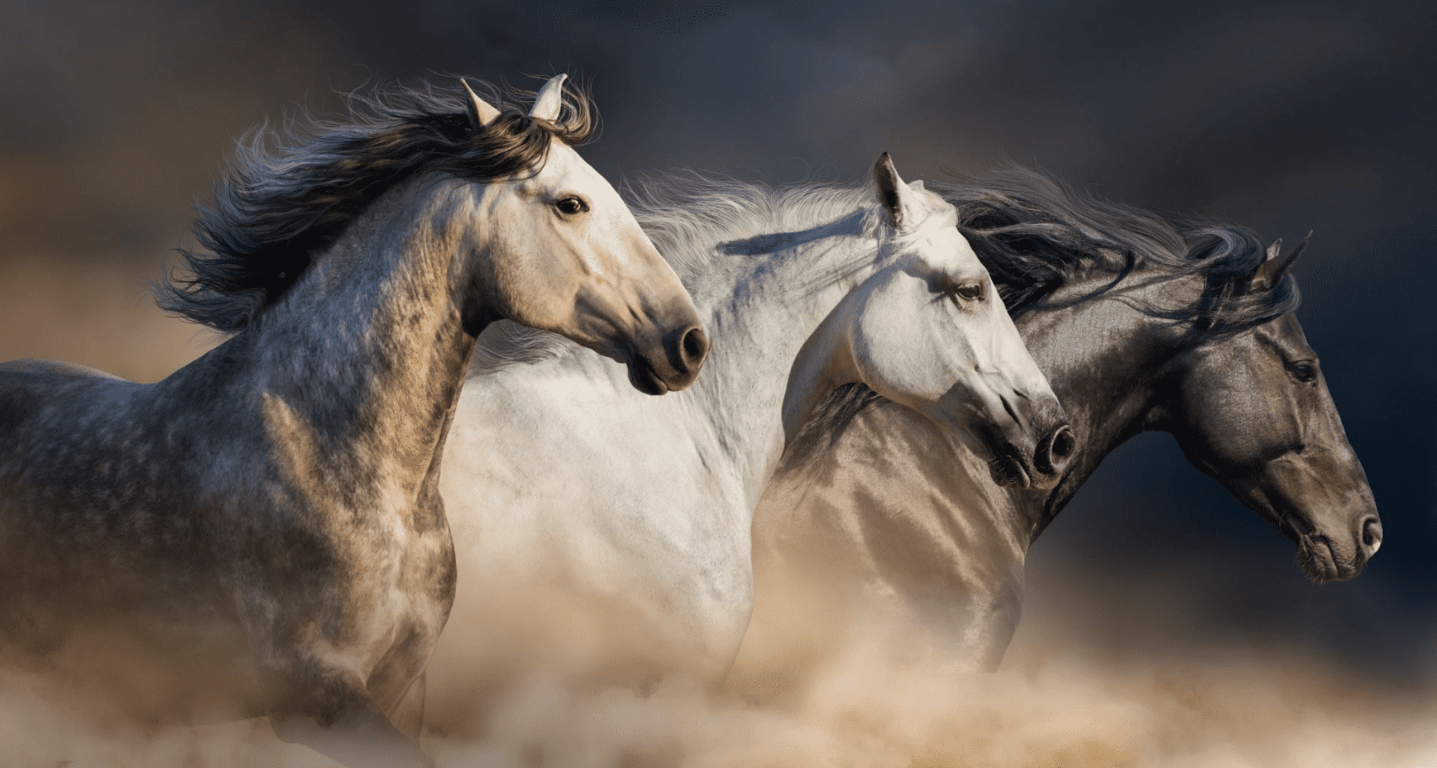 Horse Body Part Terms: A Helpful Anatomy Guide - Horse Rookie