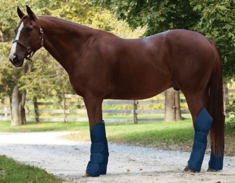 6 Best Shipping Boots for Horses on the Move - Horse Rookie