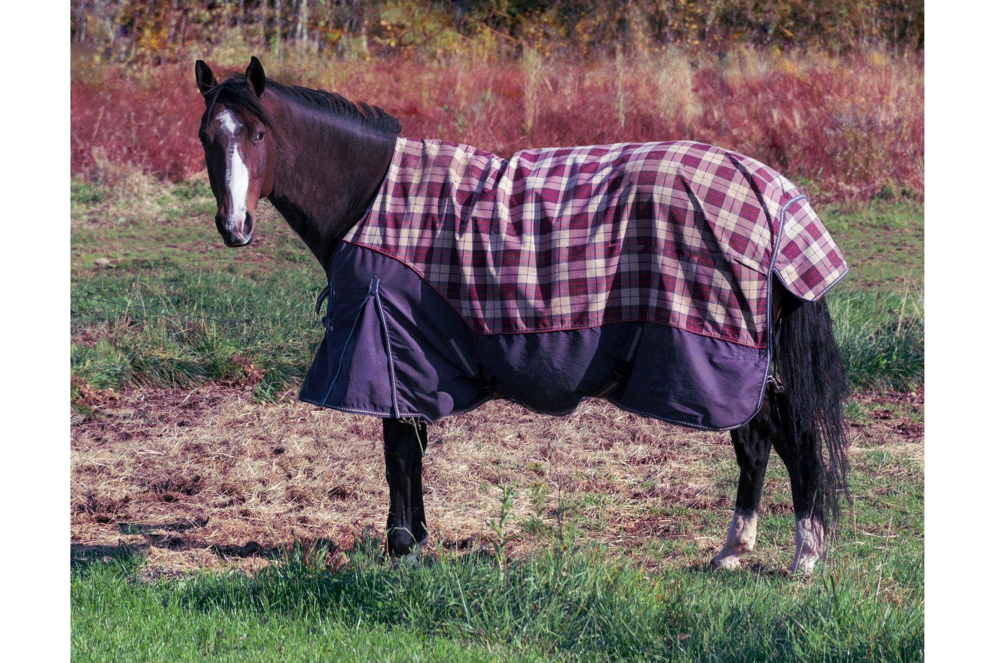 Horse Blanket Basics: What's the Average Size? - Horse Rookie
