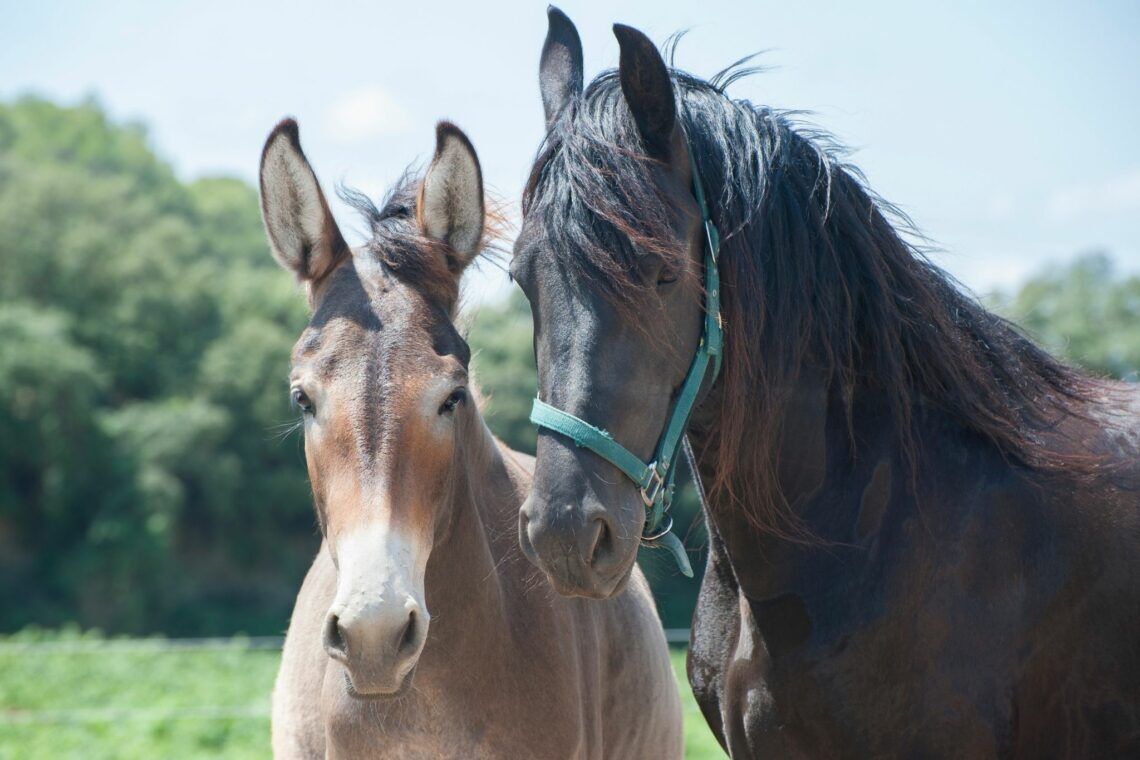 Meet Your Horse's New Bestie (Companion Animals 101) - Horse Rookie