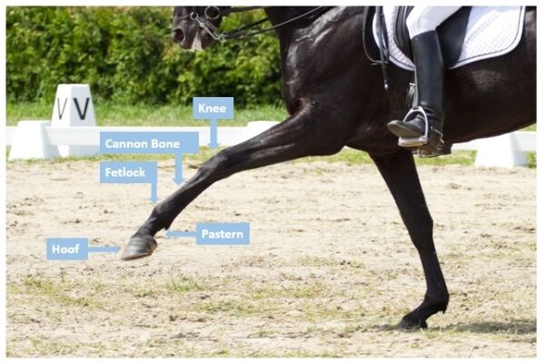 Get a Leg Up on Equine Limb Terminology - Horse Rookie