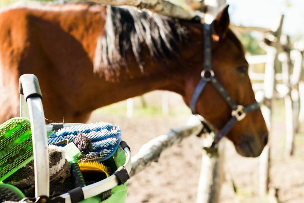Horse Care for the Total Beginner - You CAN Do This! - Horse Rookie