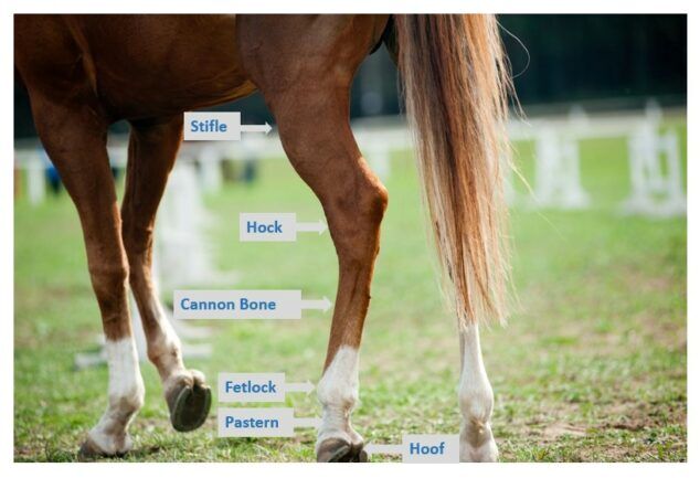 Get a Leg Up on Equine Limb Terminology - Horse Rookie
