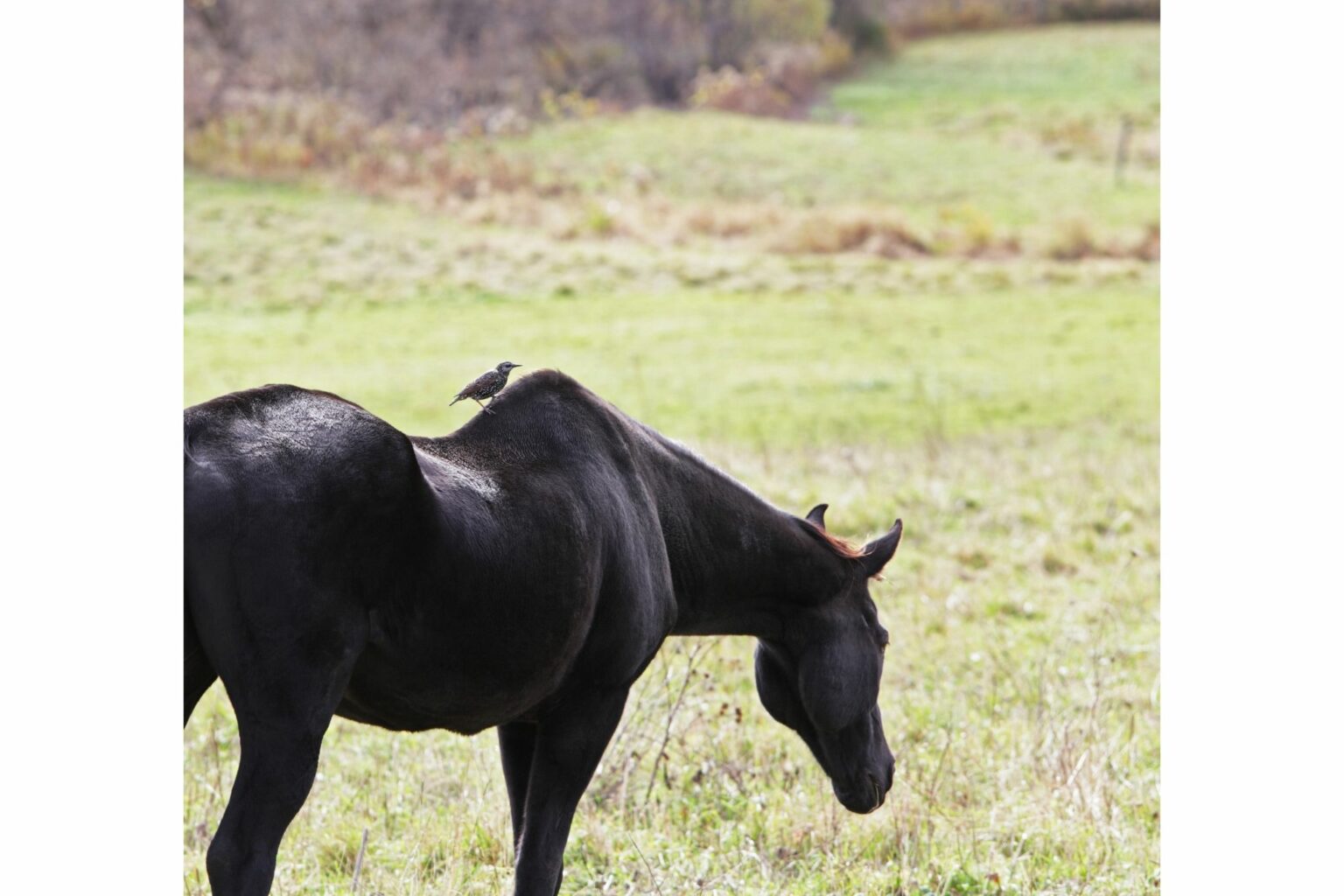 Swayback Horses: Ride or Retire? It Depends. - Horse Rookie