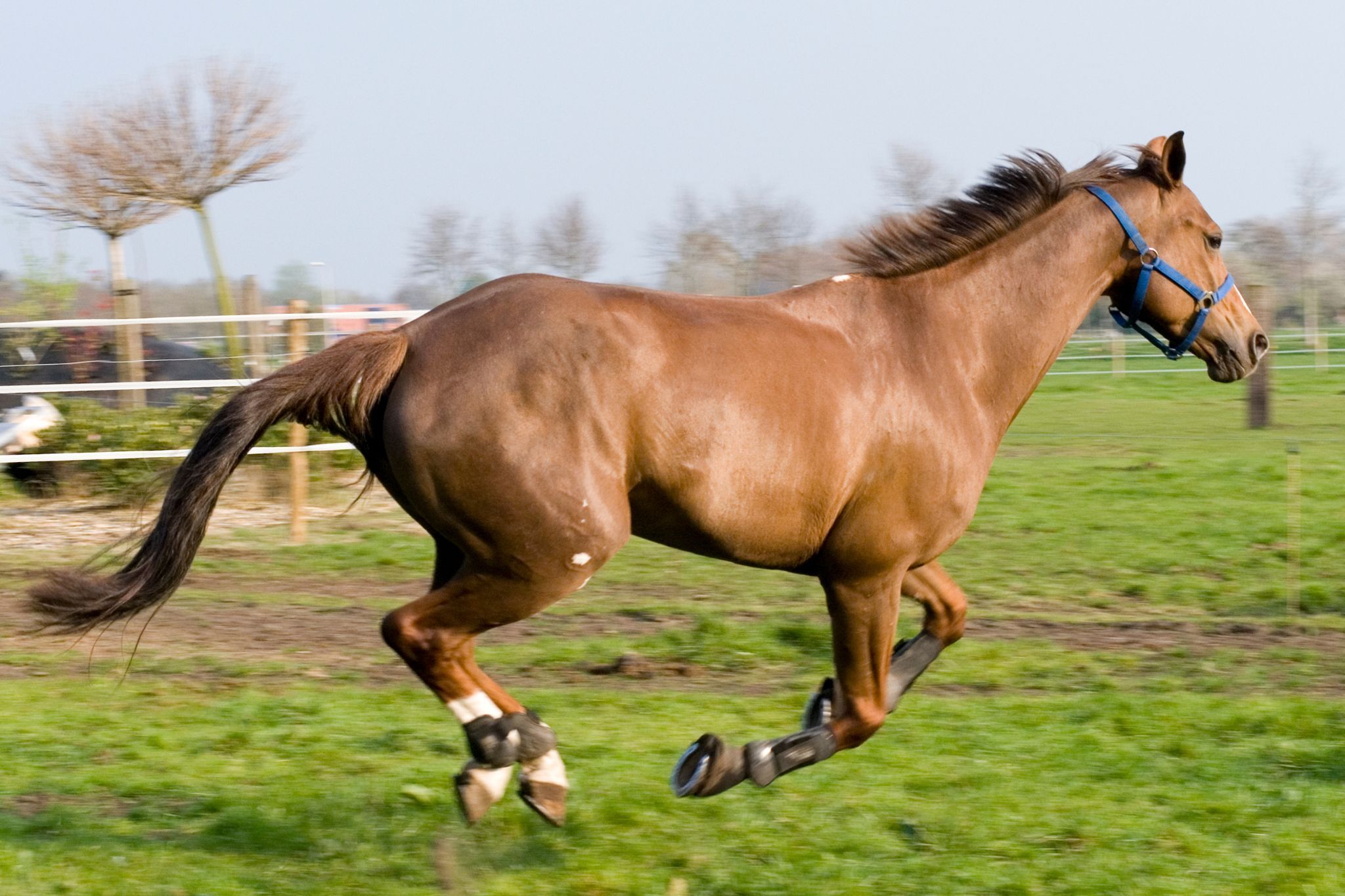 29 Horse Coat Color Variations (Beginner Photo Guide) - Horse Rookie