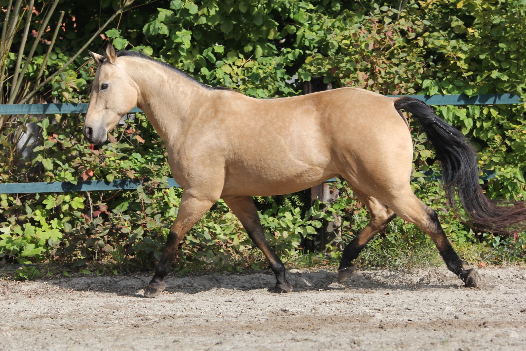 29 Horse Coat Color Variations (Beginner Photo Guide) - Horse Rookie