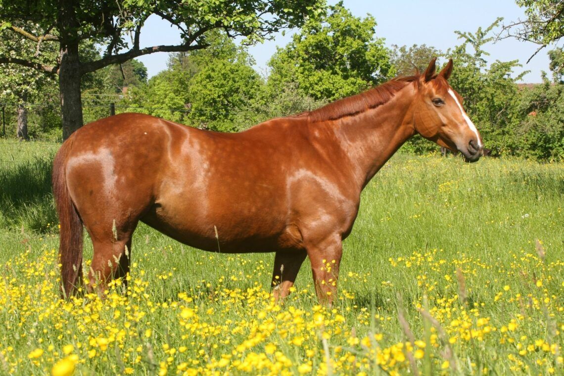 Broodmares: How Old is Too Old to Breed Your Horse? - Horse Rookie