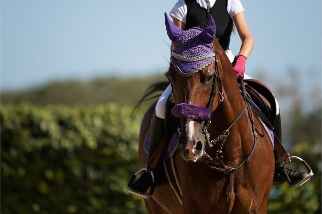 6 Best Horse Riding Back Braces, Protectors & Posture Correctors ...